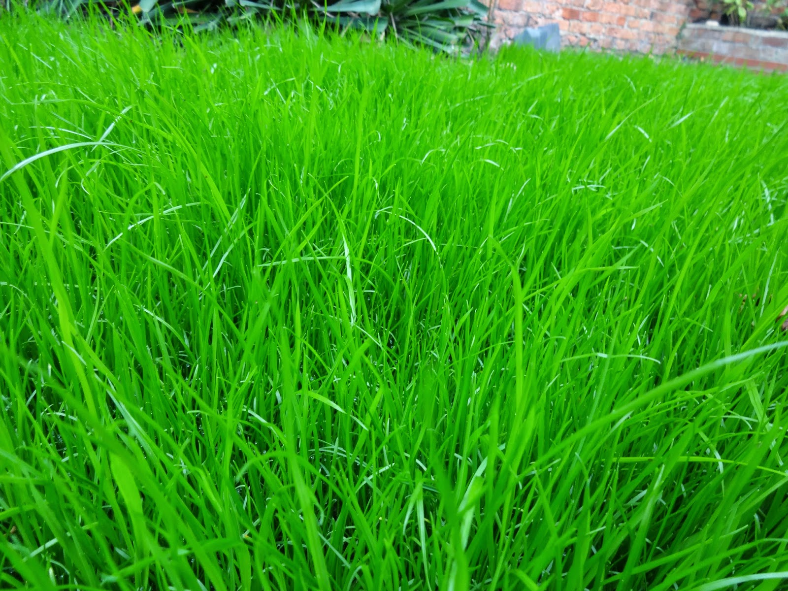 Grass Growth Update – 1 Month On - Kezzabeth | DIY & Renovation Blog