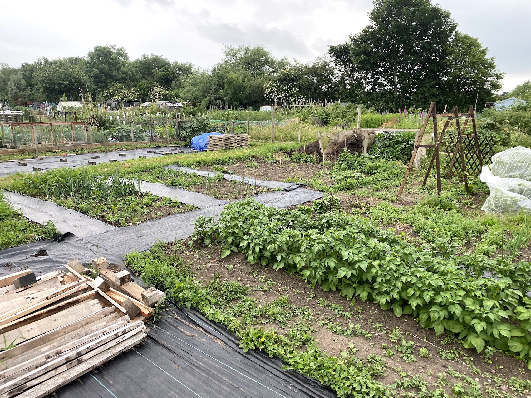 Our First Year With An Allotment - What We Learnt - Kezzabeth | DIY ...
